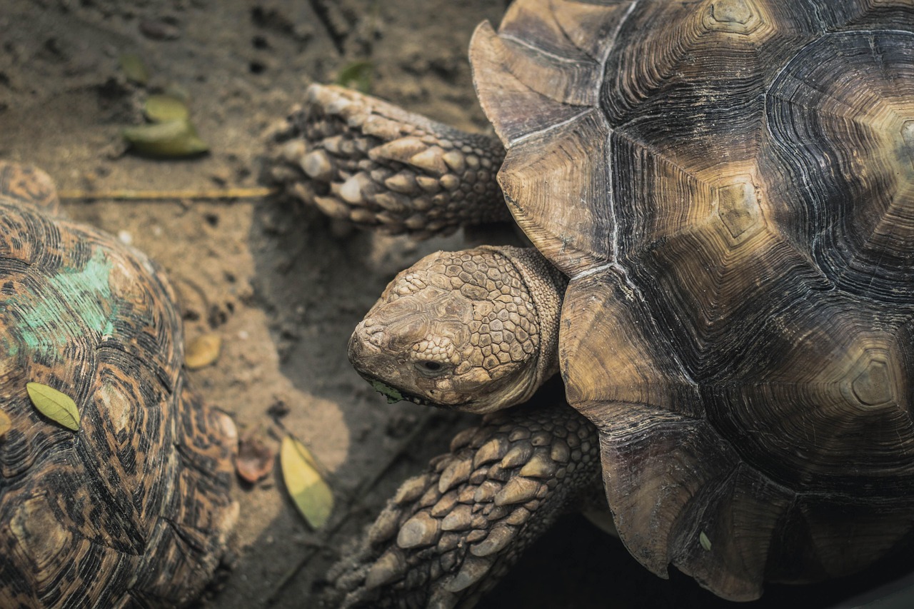 400,000+ ฟรี Wild Animals Babies & ดอกกุหลาบ รูปภาพ - Pixabay