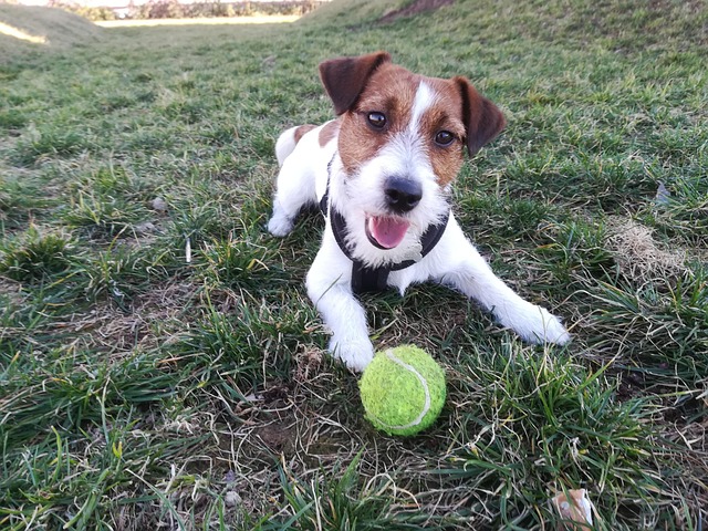 Perro Jack Russell Mascota - Foto gratis en Pixabay - Pixabay