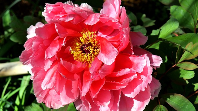 Flower Peony Garden - Ingyenes fotó a Pixabay-en - Pixabay