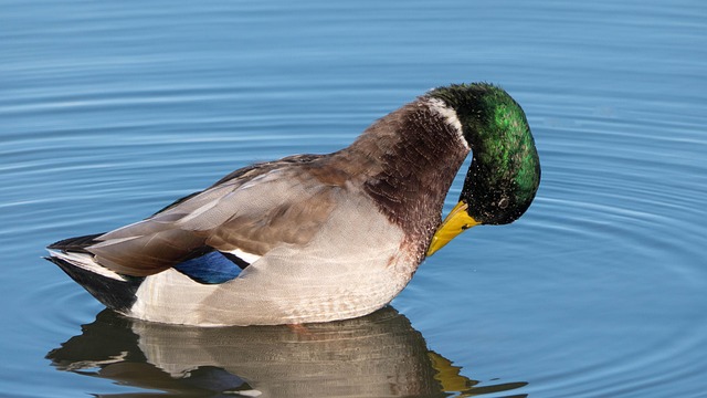 Pato-Real Pato Alisar - Foto gratuita no Pixabay - Pixabay
