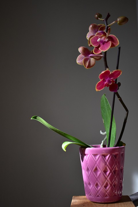 Orchidee Pflanze Blumen - Kostenloses Foto auf Pixabay - Pixabay