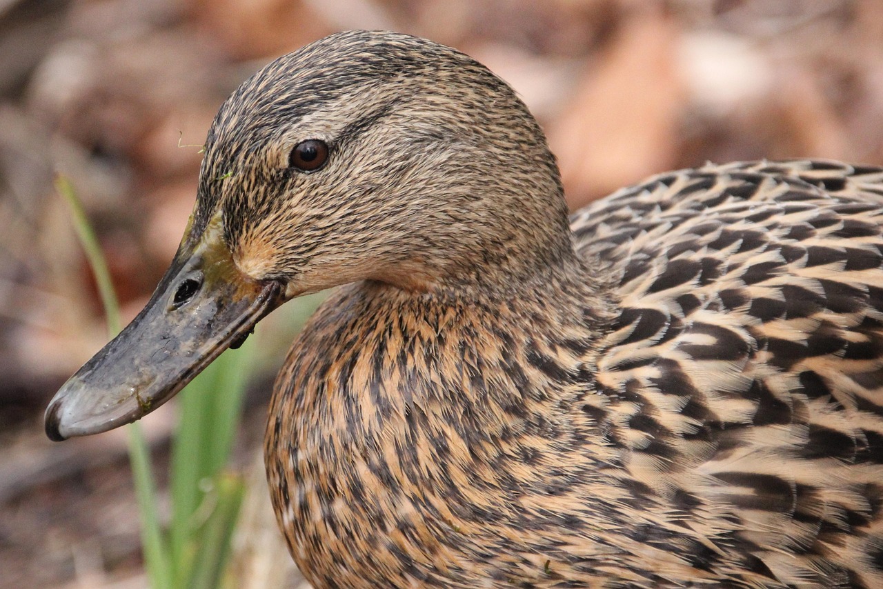 Waterfowl Duck Water - Free photo on Pixabay - Pixabay