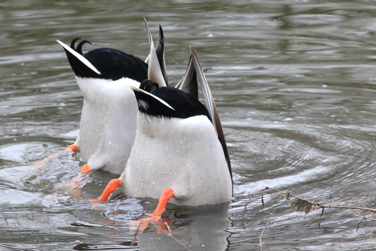 Aves Acuáticas Pato Agua - Foto gratis en Pixabay - Pixabay