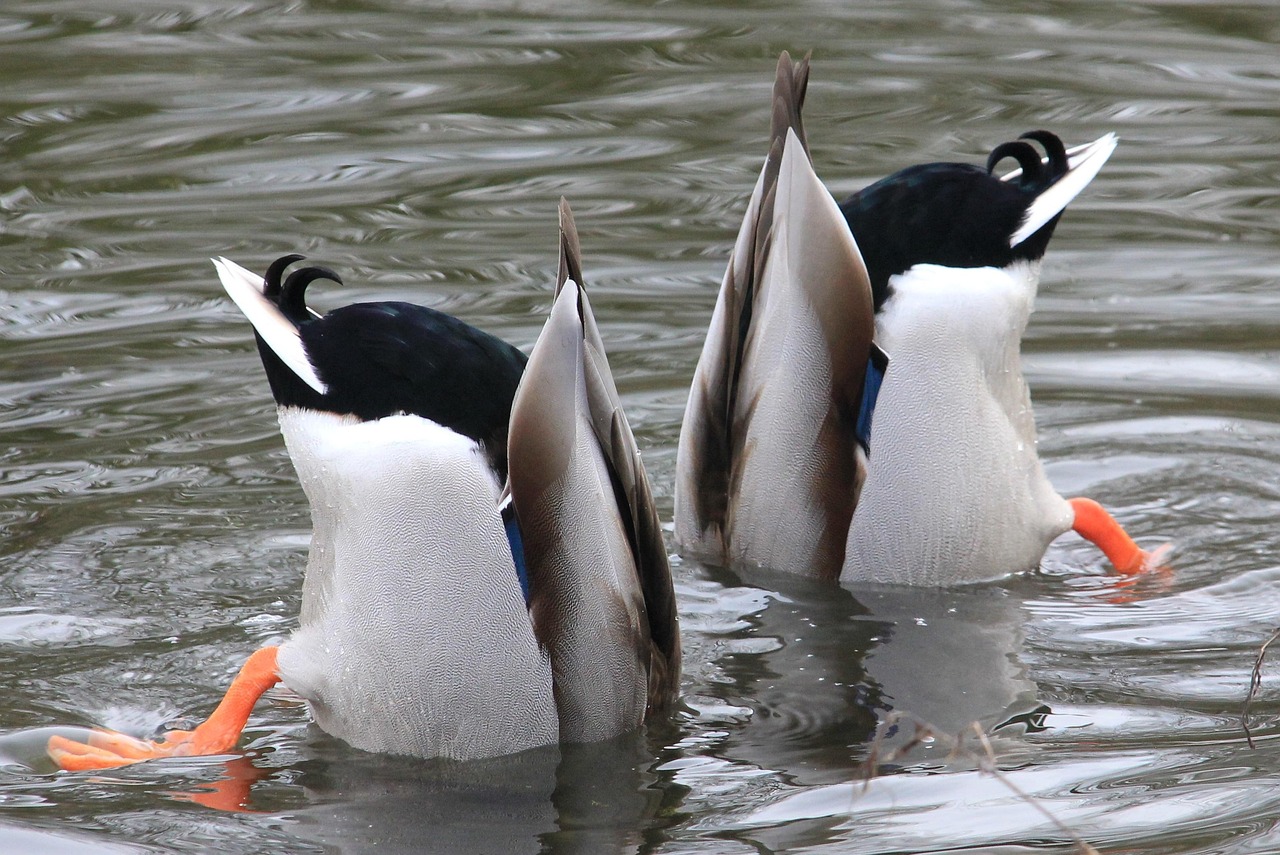 Waterfowl Drake Water - Free photo on Pixabay - Pixabay