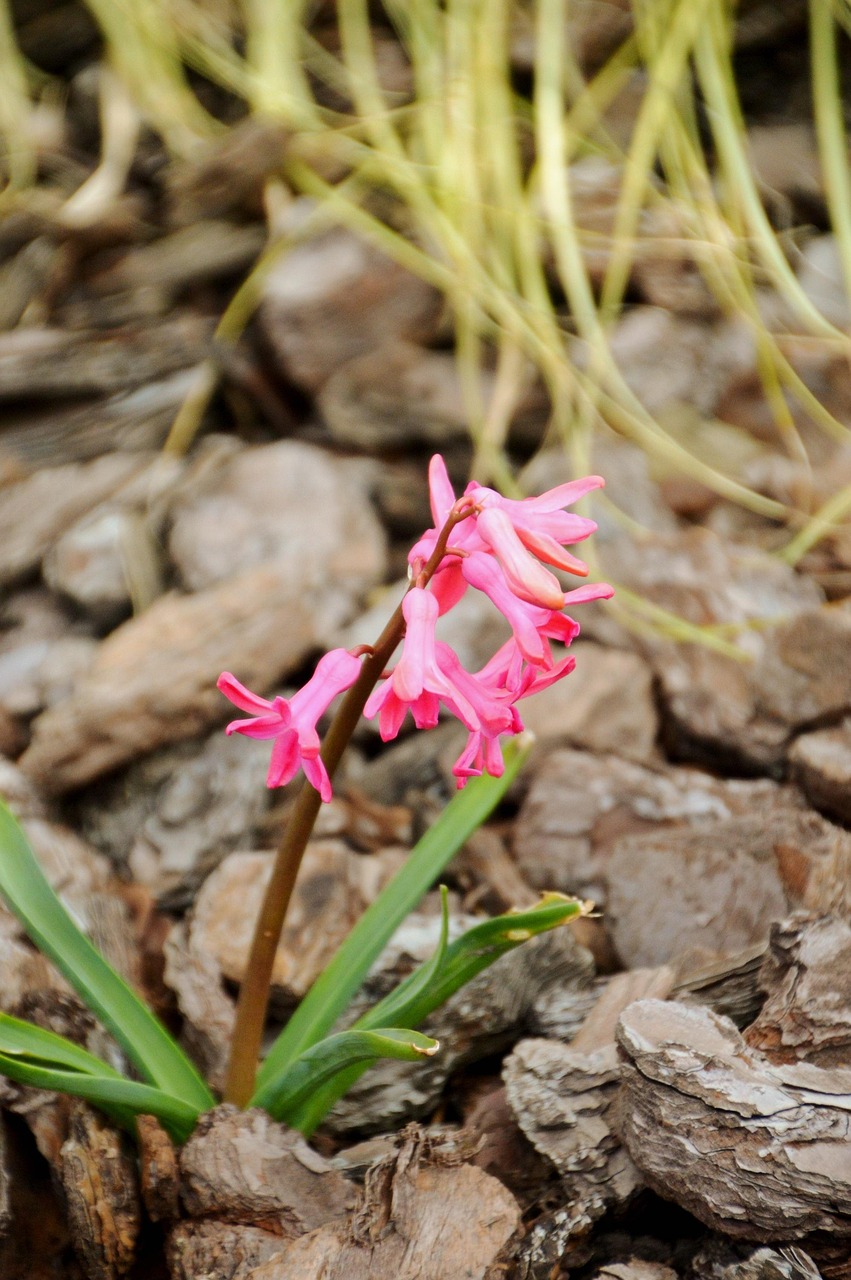 Hyacinth Flower Spring - Free photo on Pixabay - Pixabay