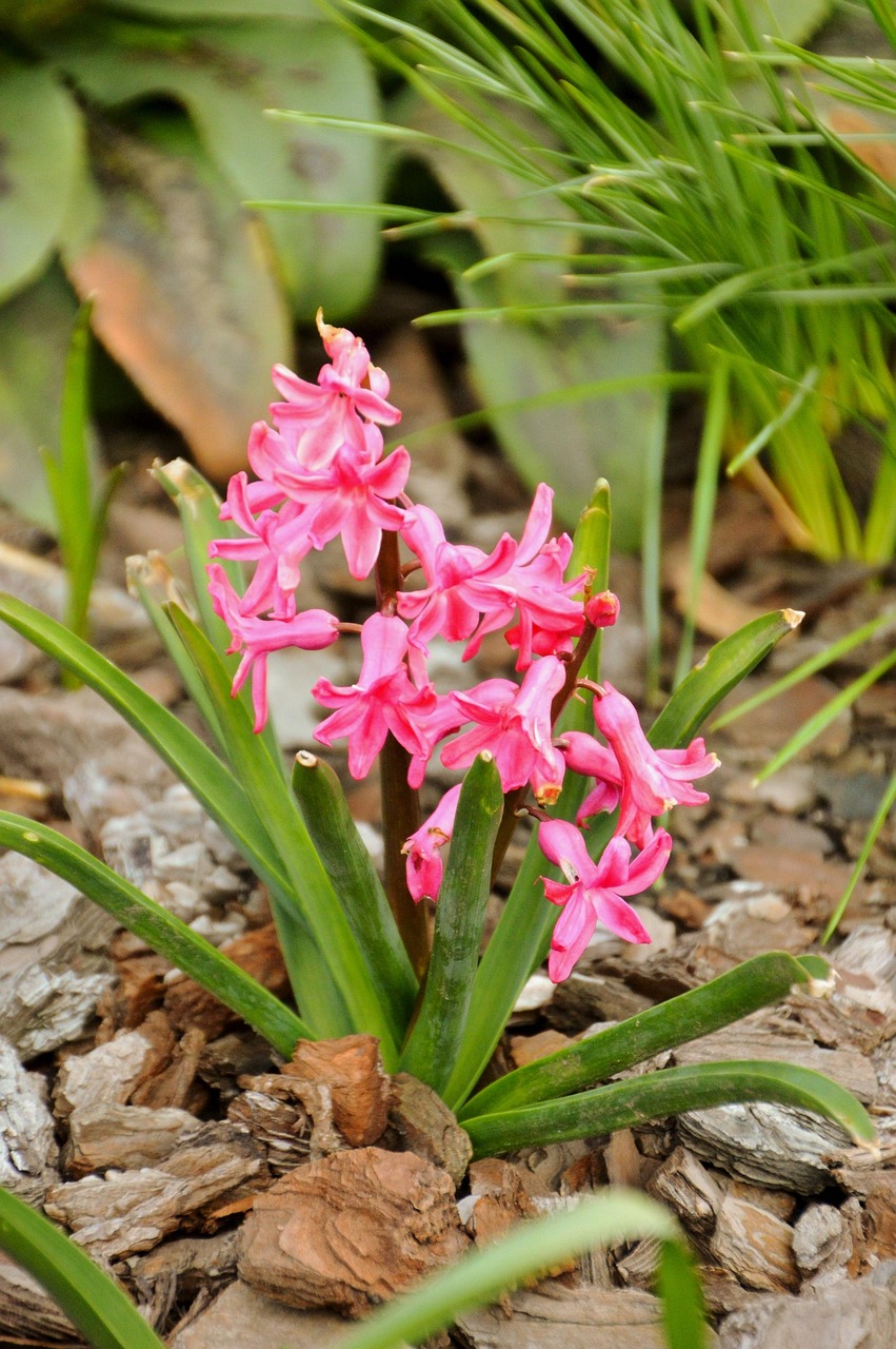 Hyacinth Flower Spring - Free photo on Pixabay - Pixabay