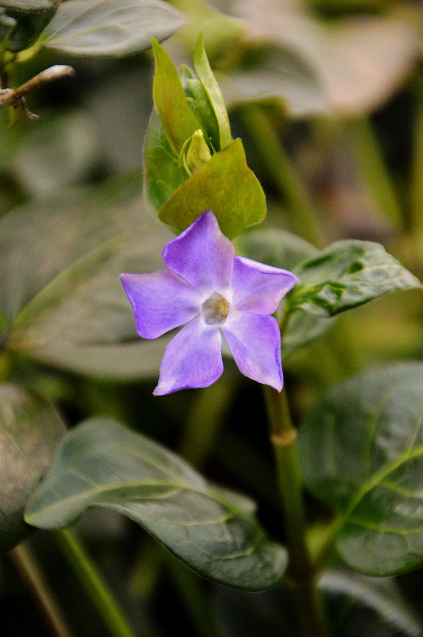 Bellflower Flower Spring - Free photo on Pixabay - Pixabay