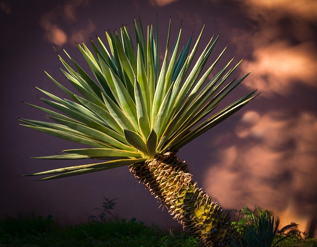 Agave Green Flora - Free photo on Pixabay