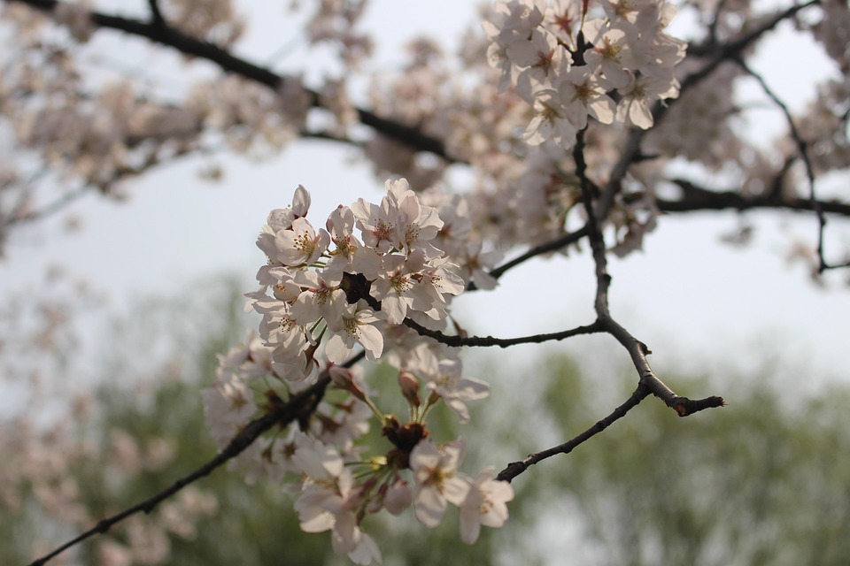 Cherry Blossom Pohon Musim Semi - Foto gratis di Pixabay - Pixabay