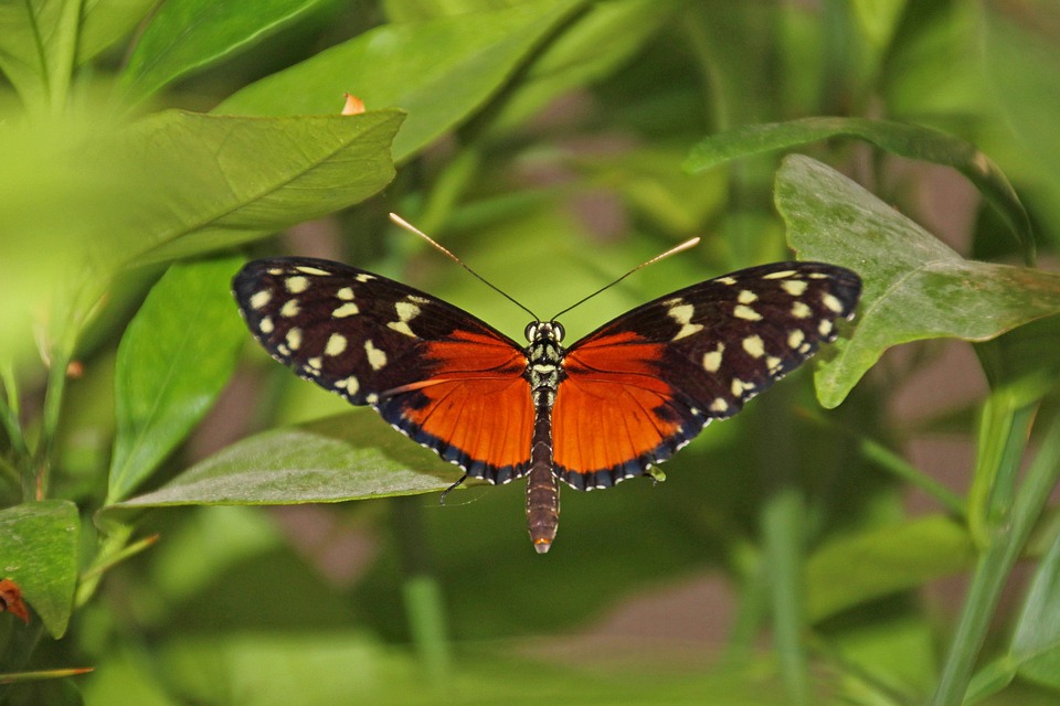 Animals With Butterfly Wings – Animals With Wings – ZBLXI