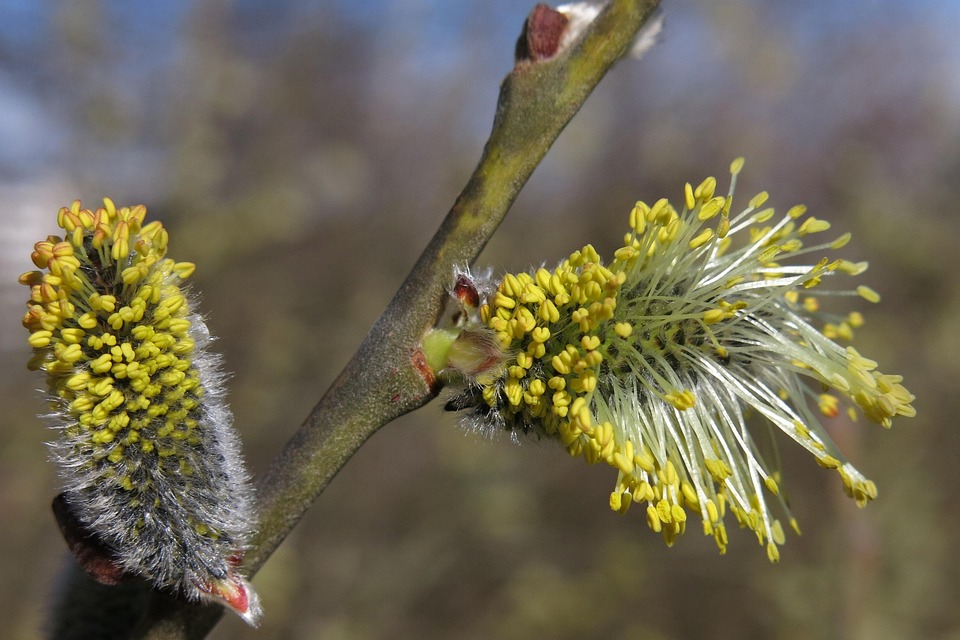 Willow Catkin Blossom Bloom - Free photo on Pixabay