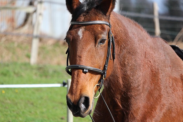 Caballo Caballos Animales - Foto gratis en Pixabay - Pixabay