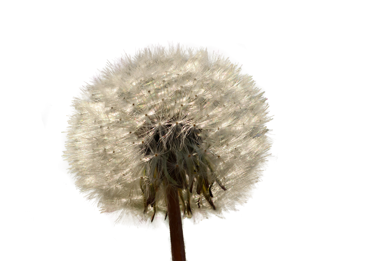 80,000+ Free Dandelion Field & Dandelion Images - Pixabay