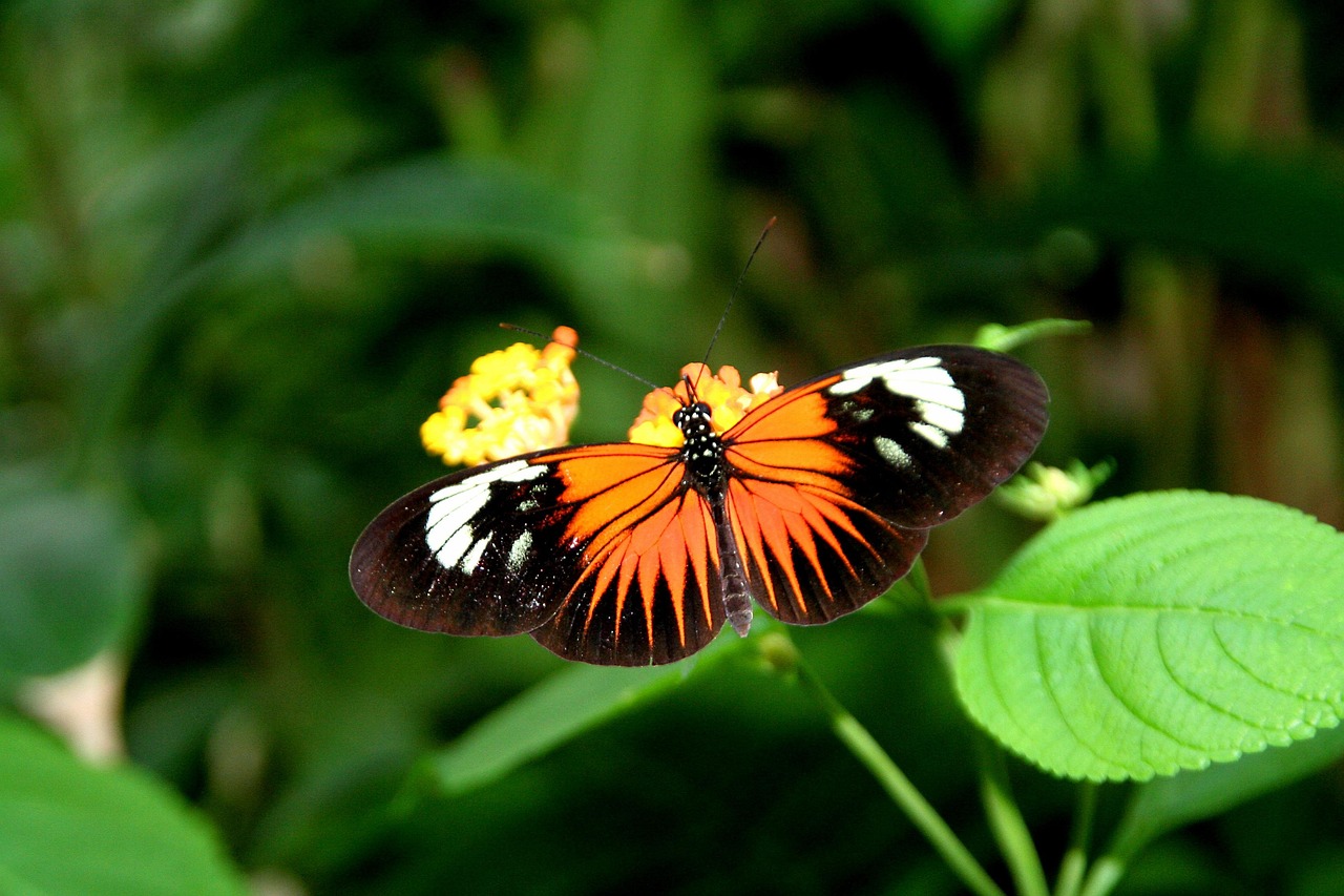 400+ Free Buzzer & Nature Images - Pixabay