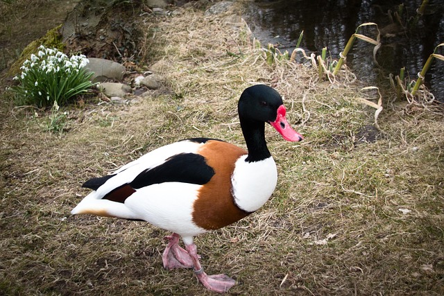 Pato Animal Pássaro Aquático - Foto gratuita no Pixabay - Pixabay