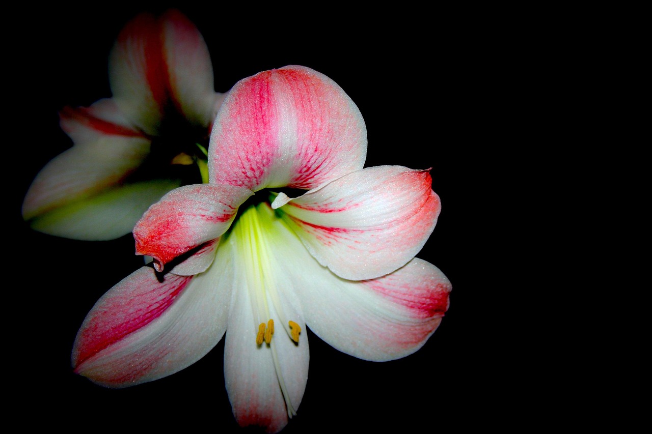 Flower Amaryllis Blossom - Free photo on Pixabay - Pixabay