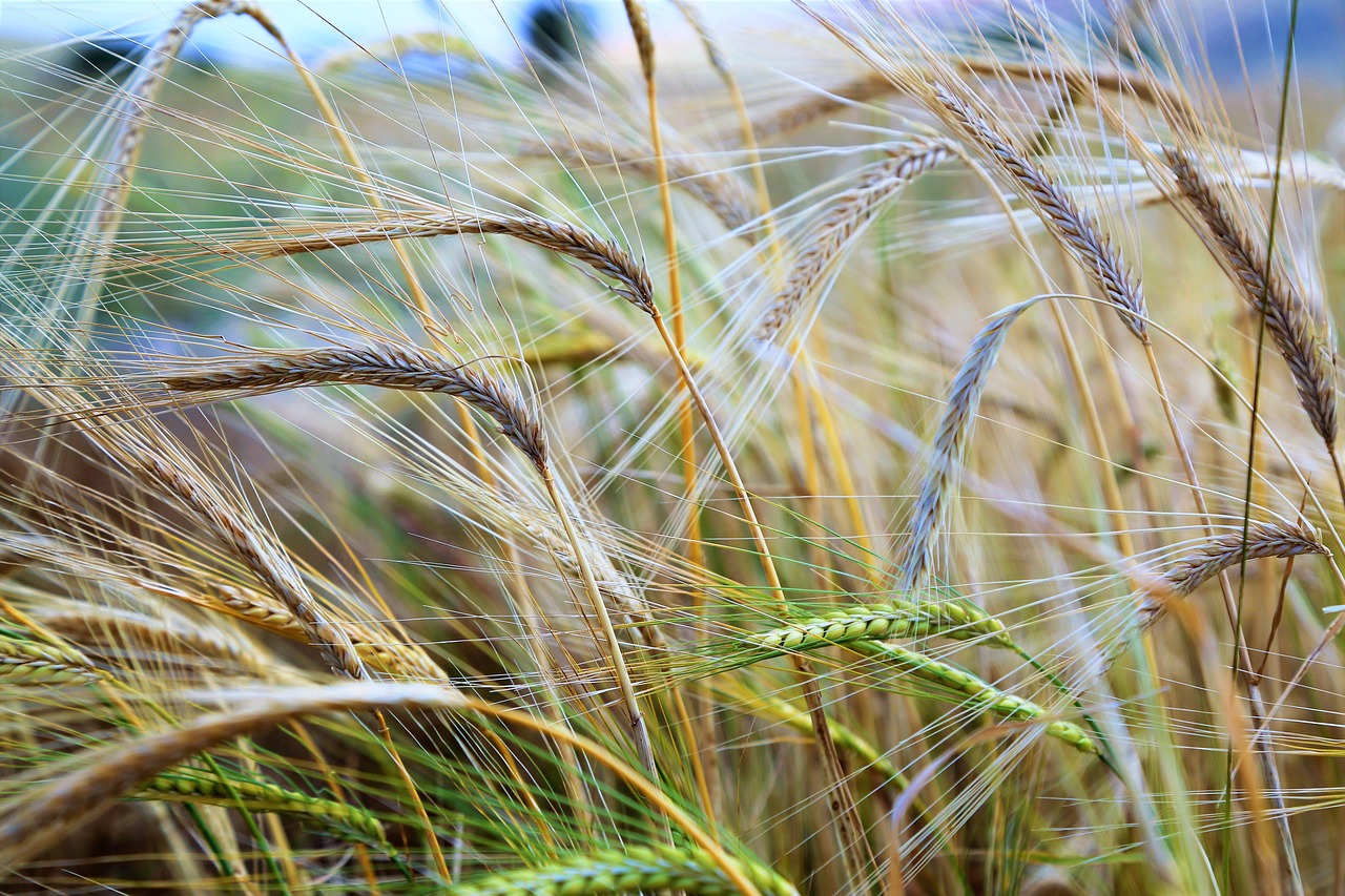 Virgo Nature Herb - Free photo on Pixabay