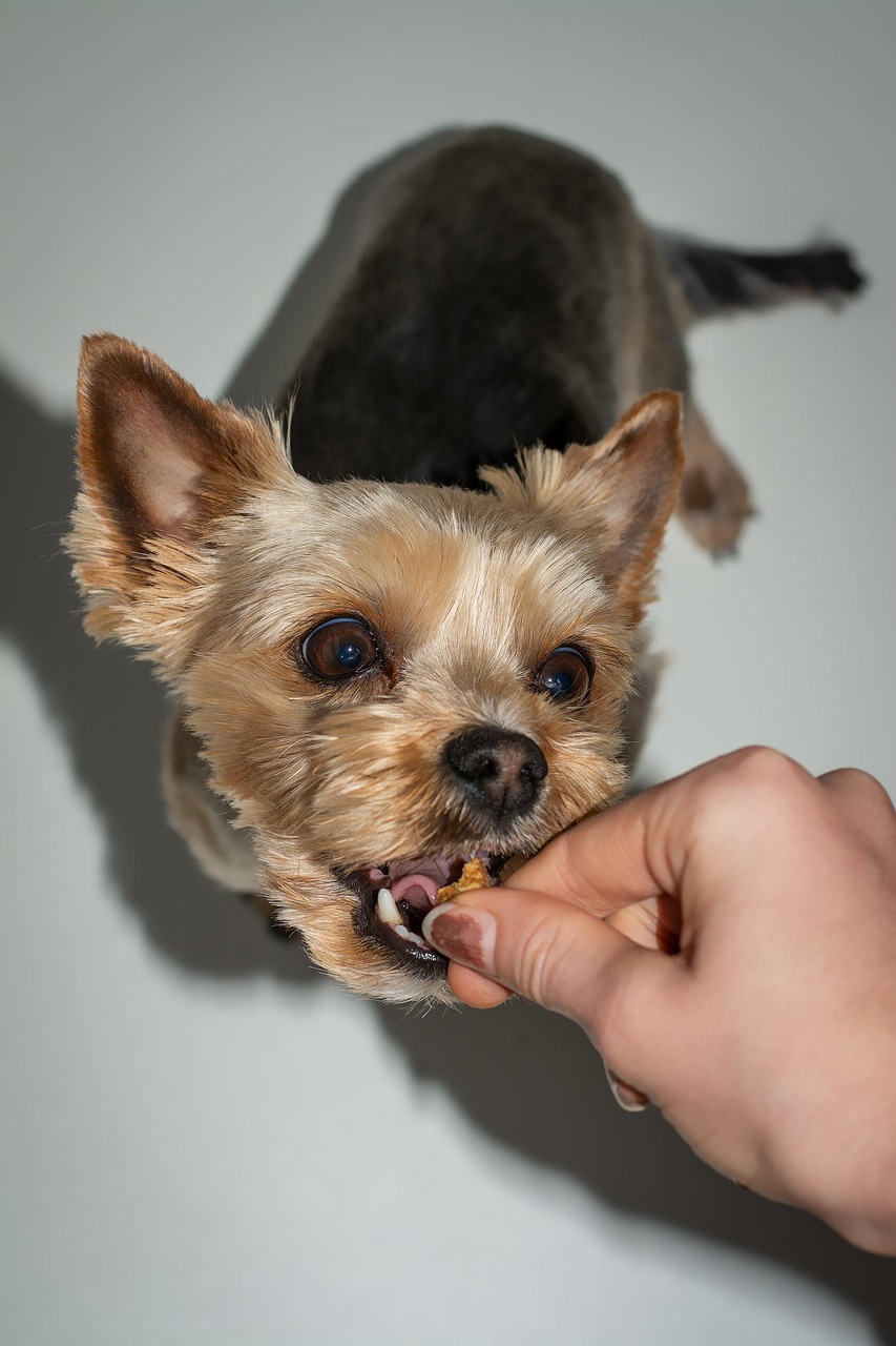 狗 Yorki 家畜 - Pixabay上的免费照片 - Pixabay