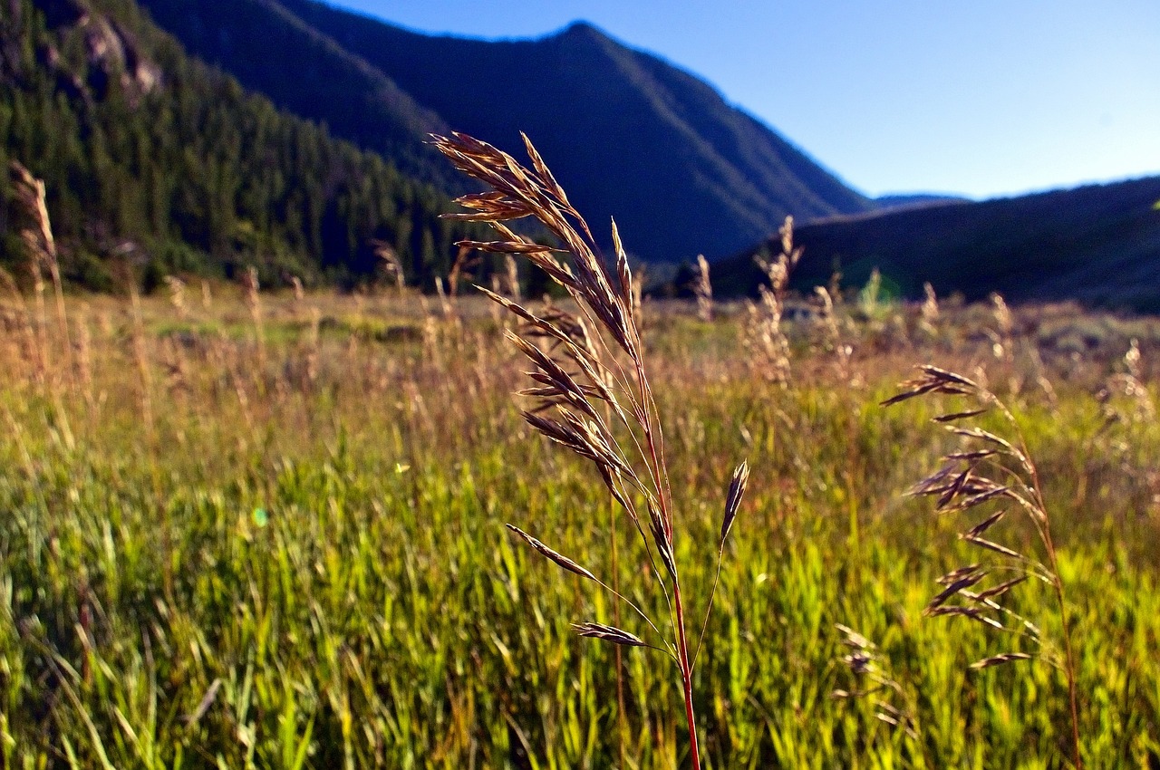 Grasses In Madison Canyon Grass - Free photo on Pixabay - Pixabay