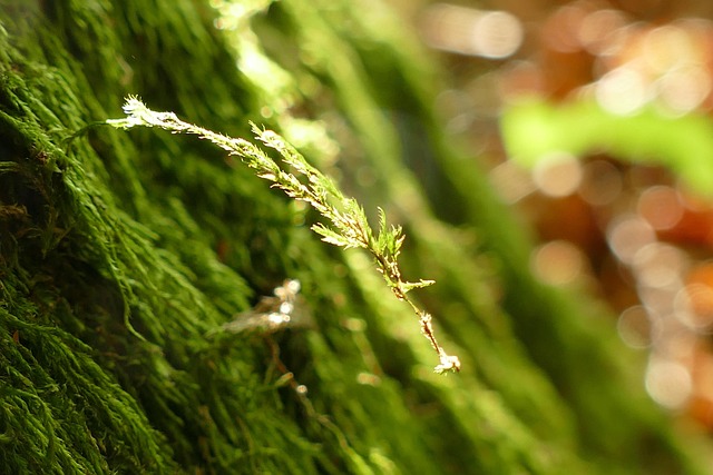 Musgo Naturaleza Tribu - Foto gratis en Pixabay - Pixabay