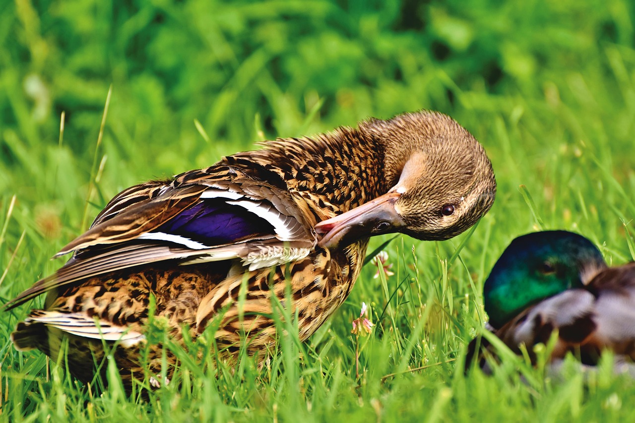 Mallard Duck Water Bird - Free photo on Pixabay