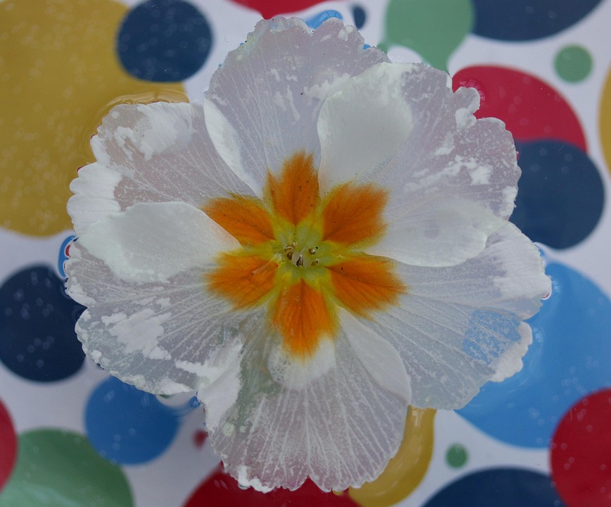 Flower Water Waterline - Free photo on Pixabay - Pixabay