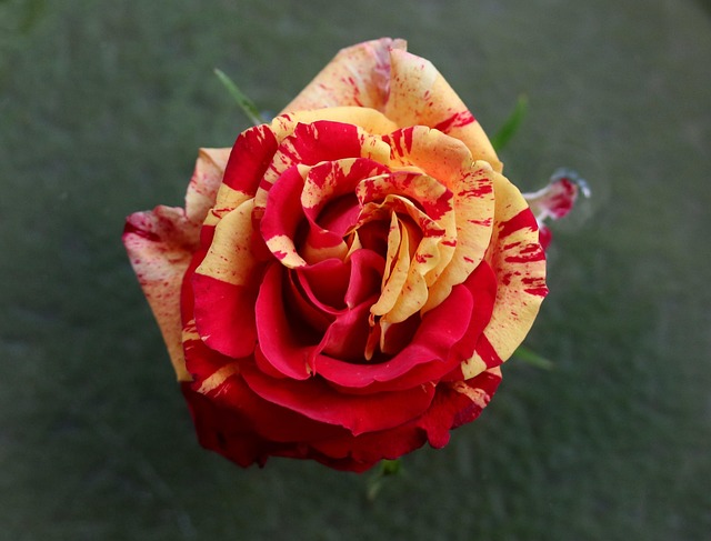 Mawar Merah Kuning - Foto gratis di Pixabay - Pixabay