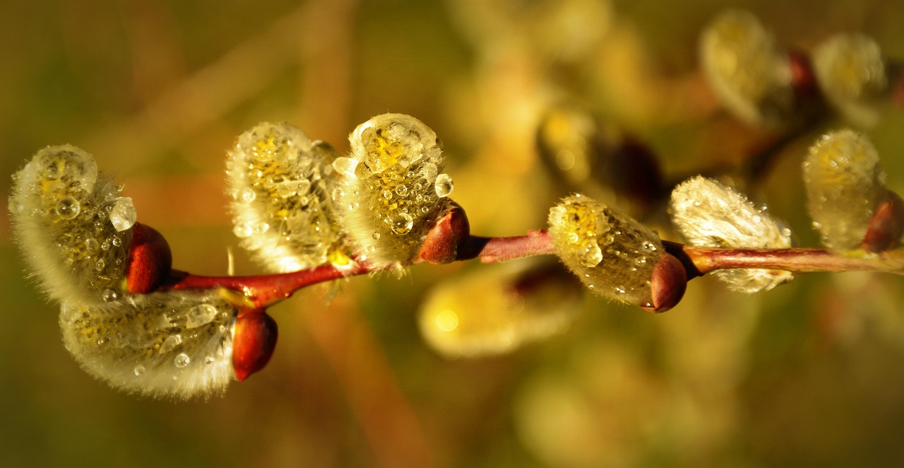 Willow Catkin Catkins - Free photo on Pixabay - Pixabay