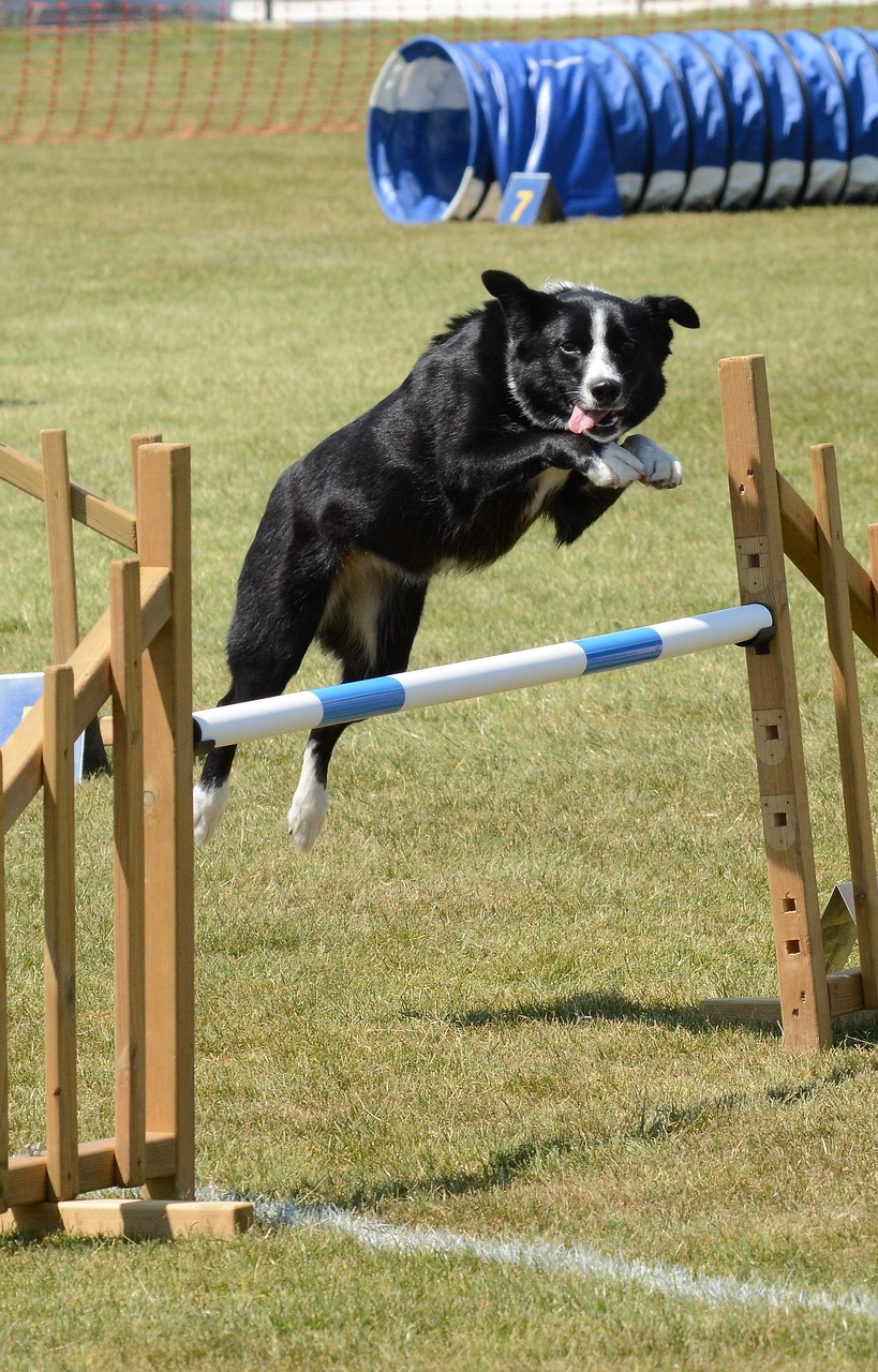 Dog Agility Fitness - Free photo on Pixabay