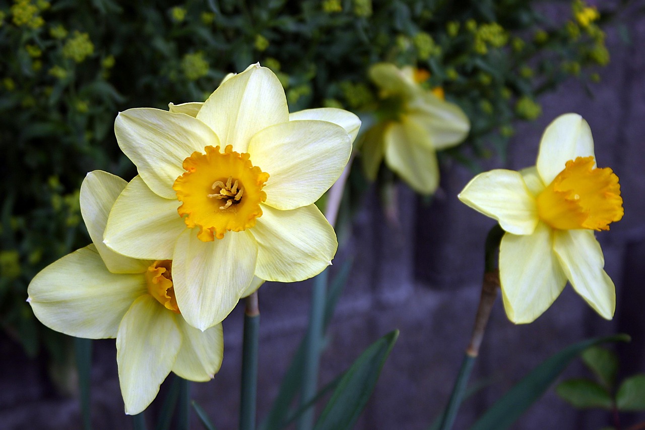 Easter Bell Flower Spring - Free photo on Pixabay - Pixabay