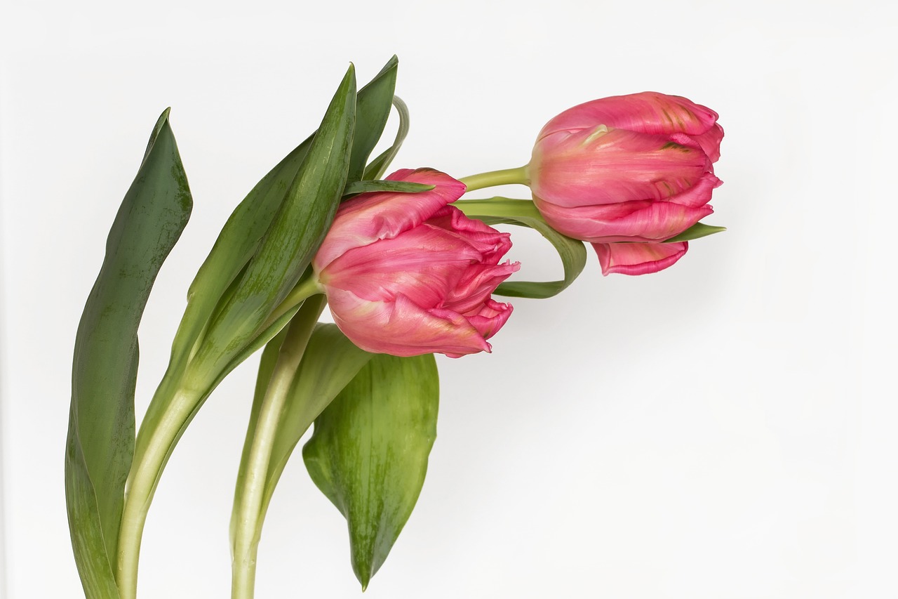 Nature Tulip Tulips - Free photo on Pixabay - Pixabay