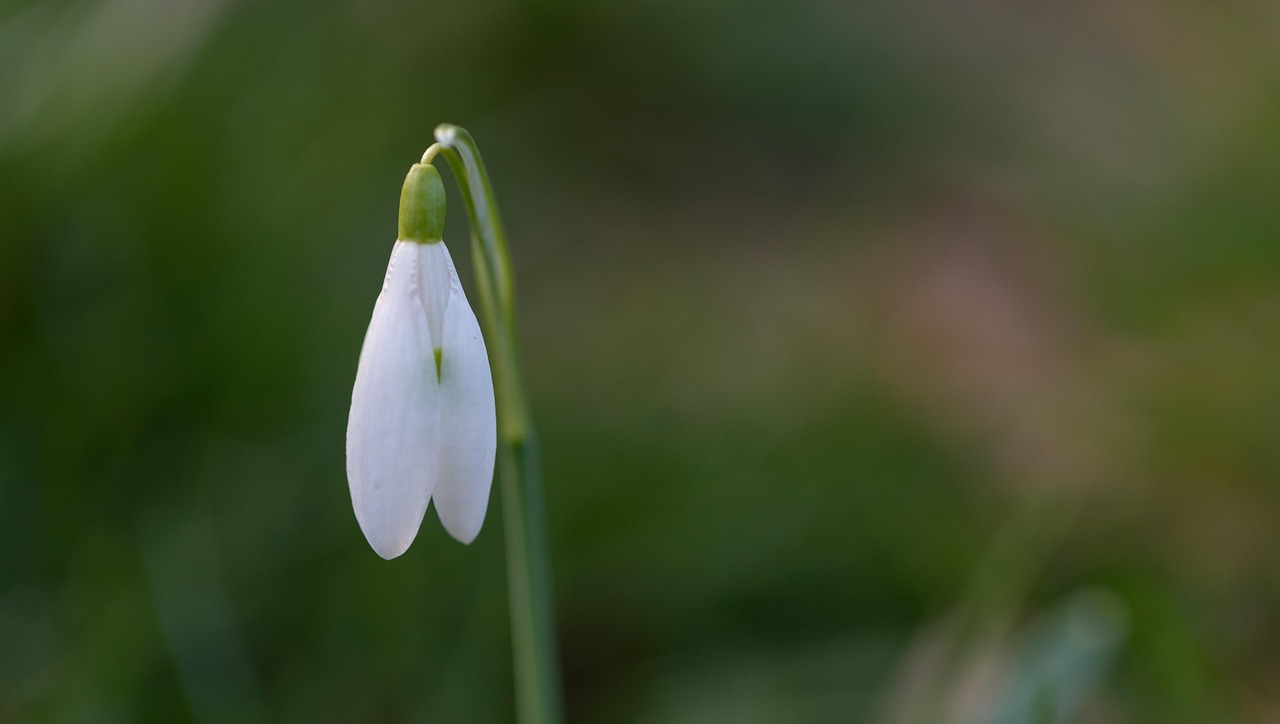 Perce-Neige Le Printemps Fleur - Photo gratuite sur Pixabay - Pixabay