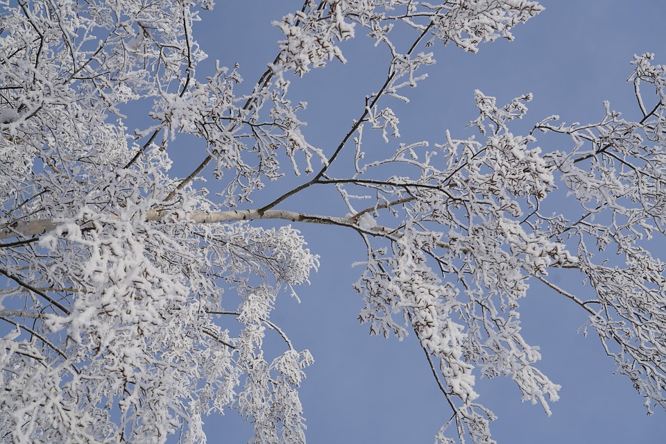 Branches Arbre Hiver - Photo gratuite sur Pixabay - Pixabay