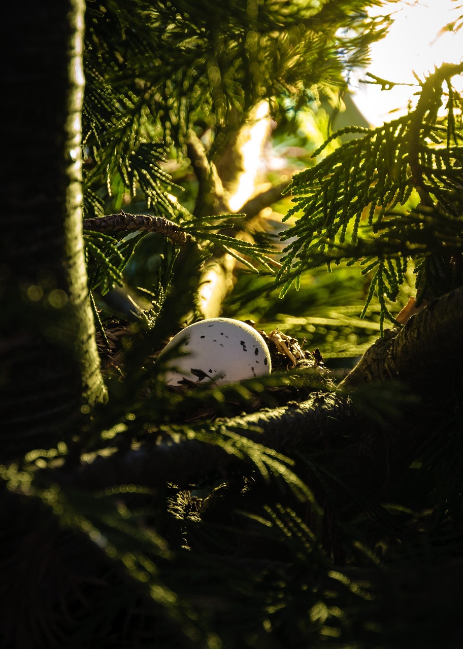 Nest Egg Bush - Free photo on Pixabay