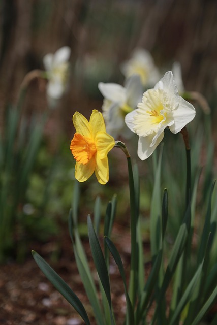 Daffodil Spring Flower - Free photo on Pixabay - Pixabay