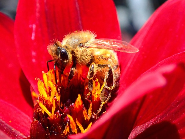 Lebah Bunga Merah - Foto gratis di Pixabay