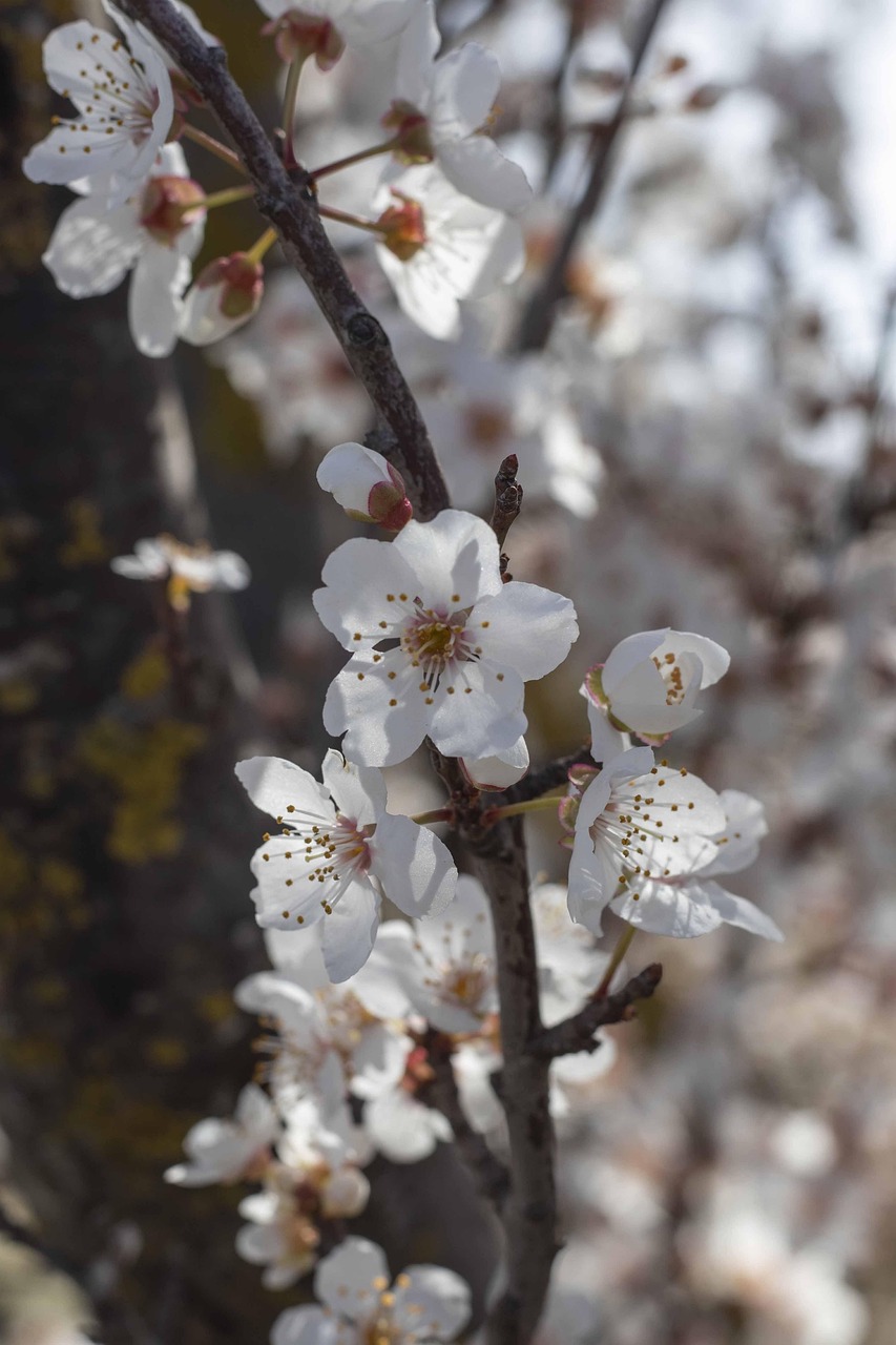Fleurs Le Printemps Fleur - Photo gratuite sur Pixabay - Pixabay