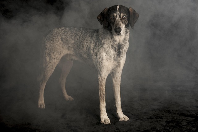 100,000+ Free Dog In The Fog & Dog Images - Pixabay