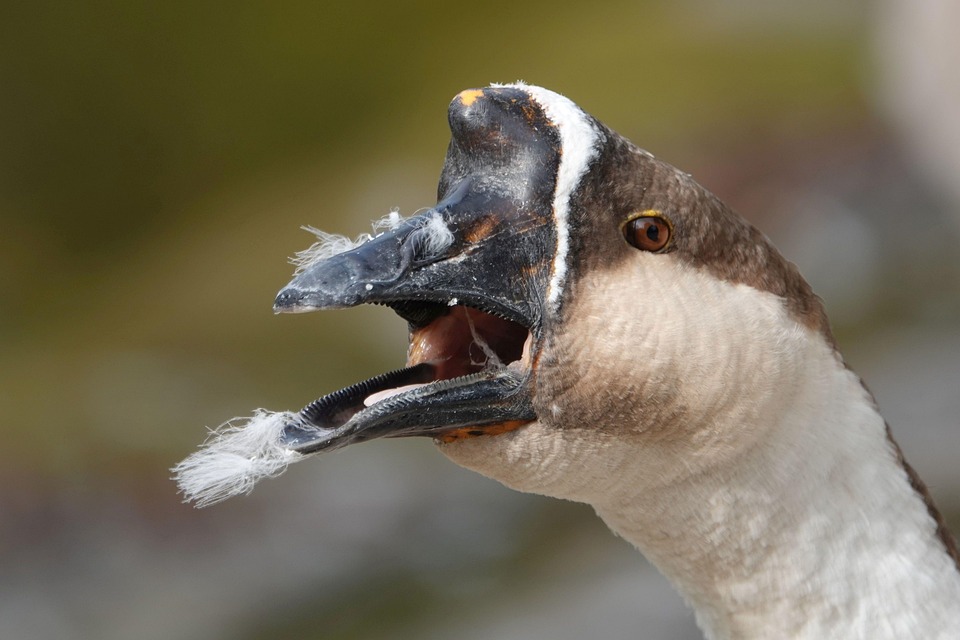 Gans Schnabel Schnabelrand - Kostenloses Foto auf Pixabay