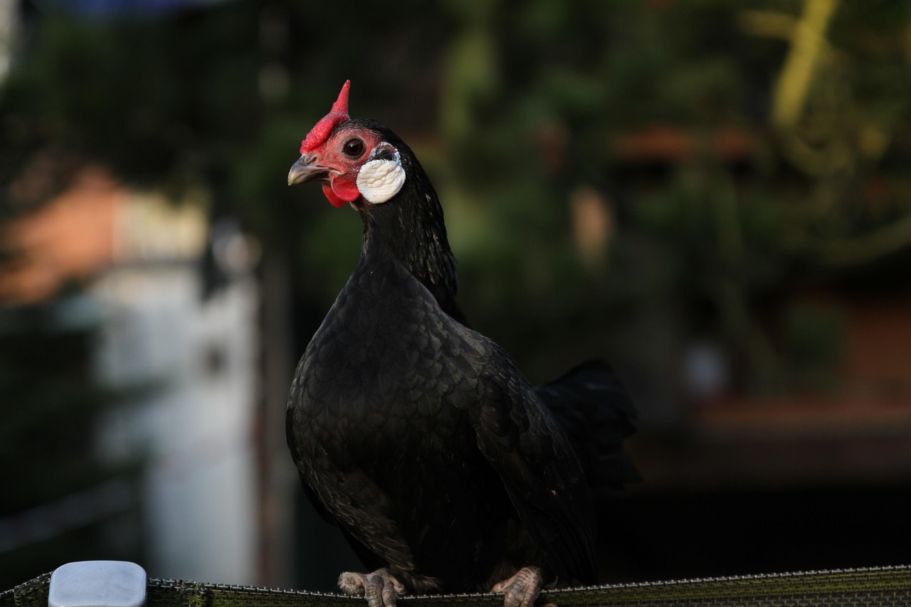 Chicken Hen Poultry Free - Free photo on Pixabay - Pixabay