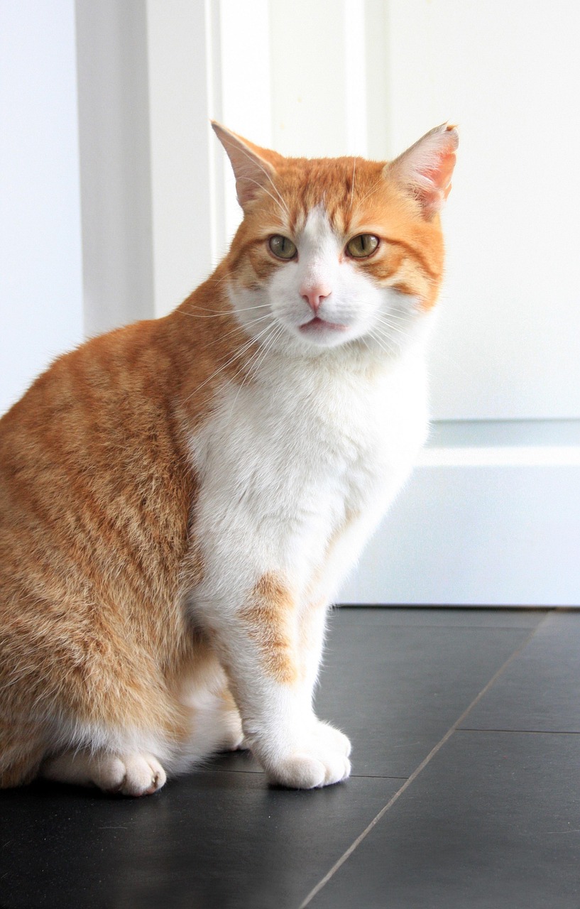 Resaca Rojo Caballa Gato - Foto gratis en Pixabay - Pixabay