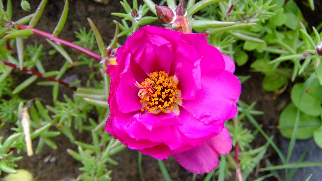 Fleur Le Pourpier Rose La - Photo gratuite sur Pixabay - Pixabay