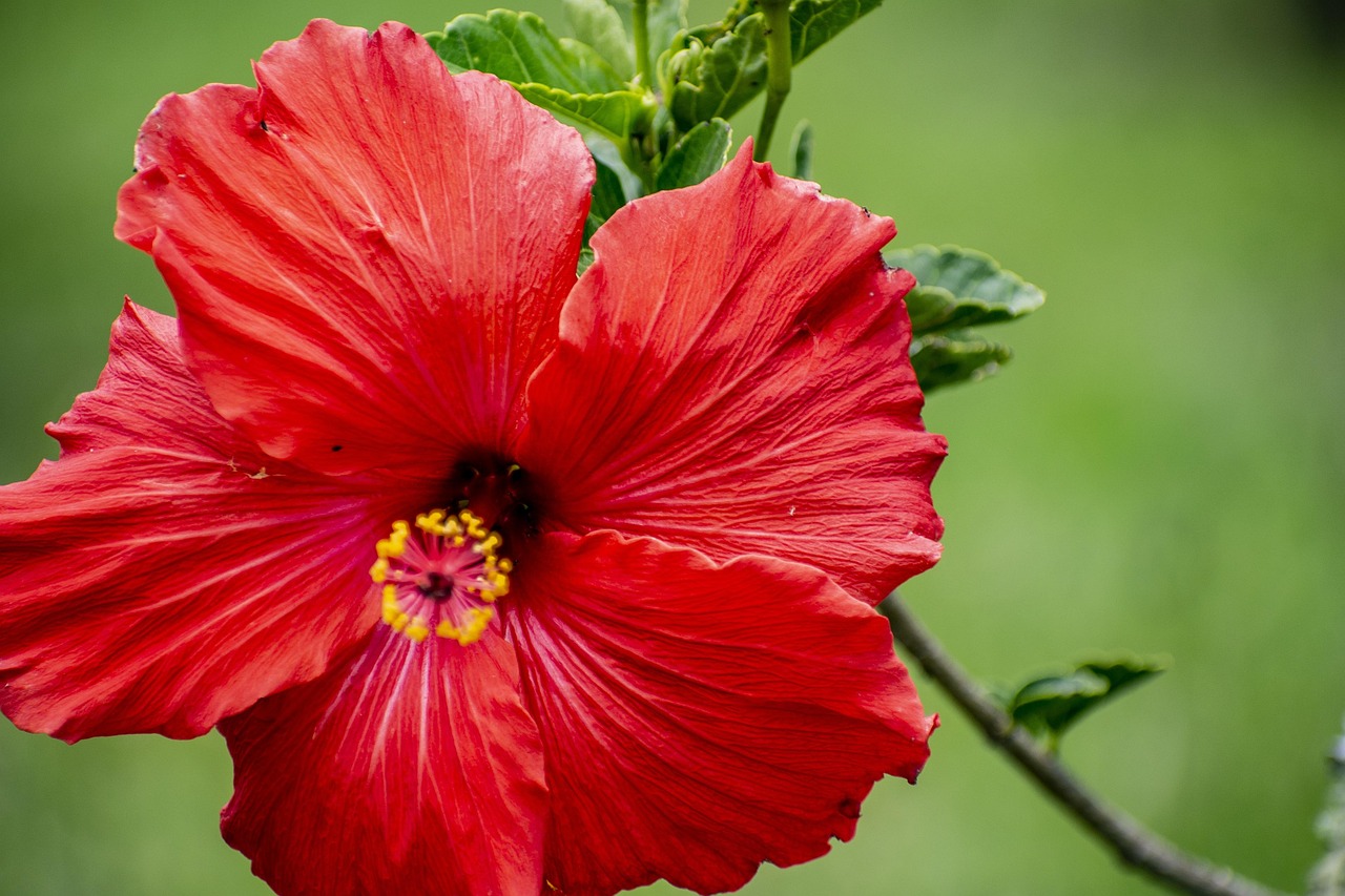 Nature Flower Bella - Free photo on Pixabay - Pixabay