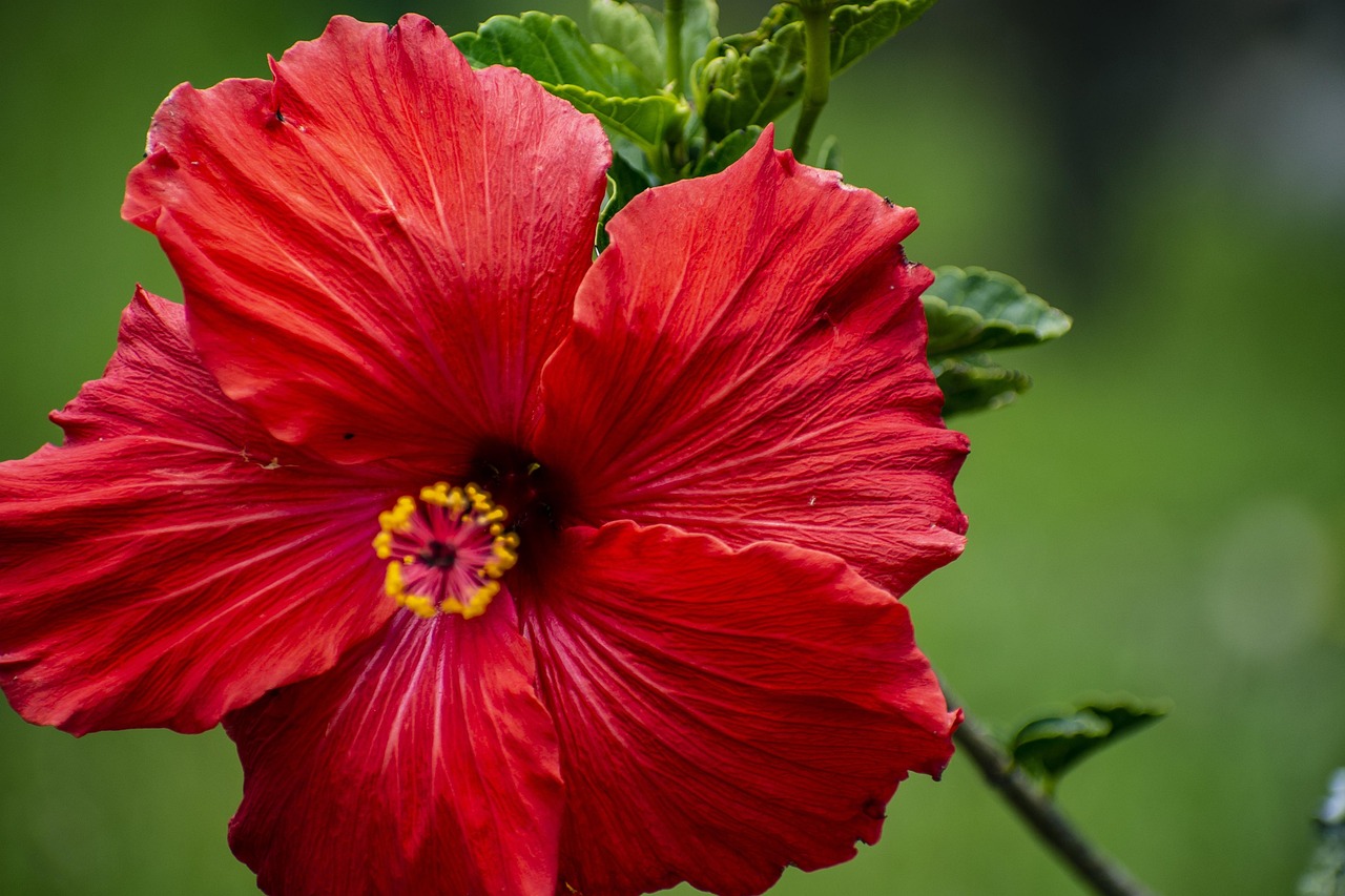 Nature Flower Bella - Free photo on Pixabay - Pixabay