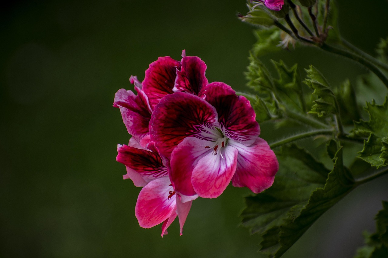 Más de 10 fotos de Jeranio y Naturaleza gratis - Pixabay