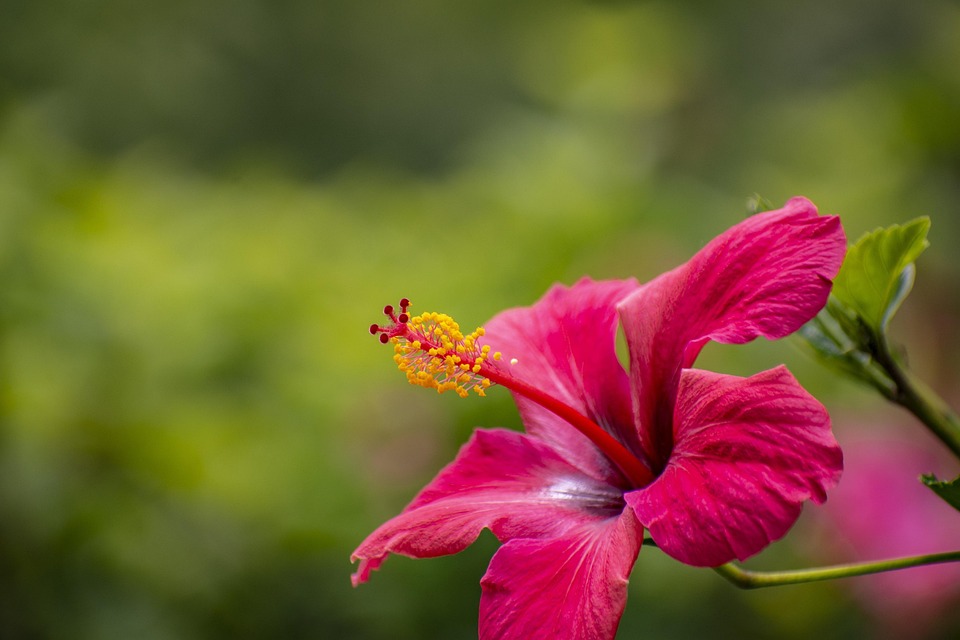 Natureza Flor Bella - Foto gratuita no Pixabay - Pixabay