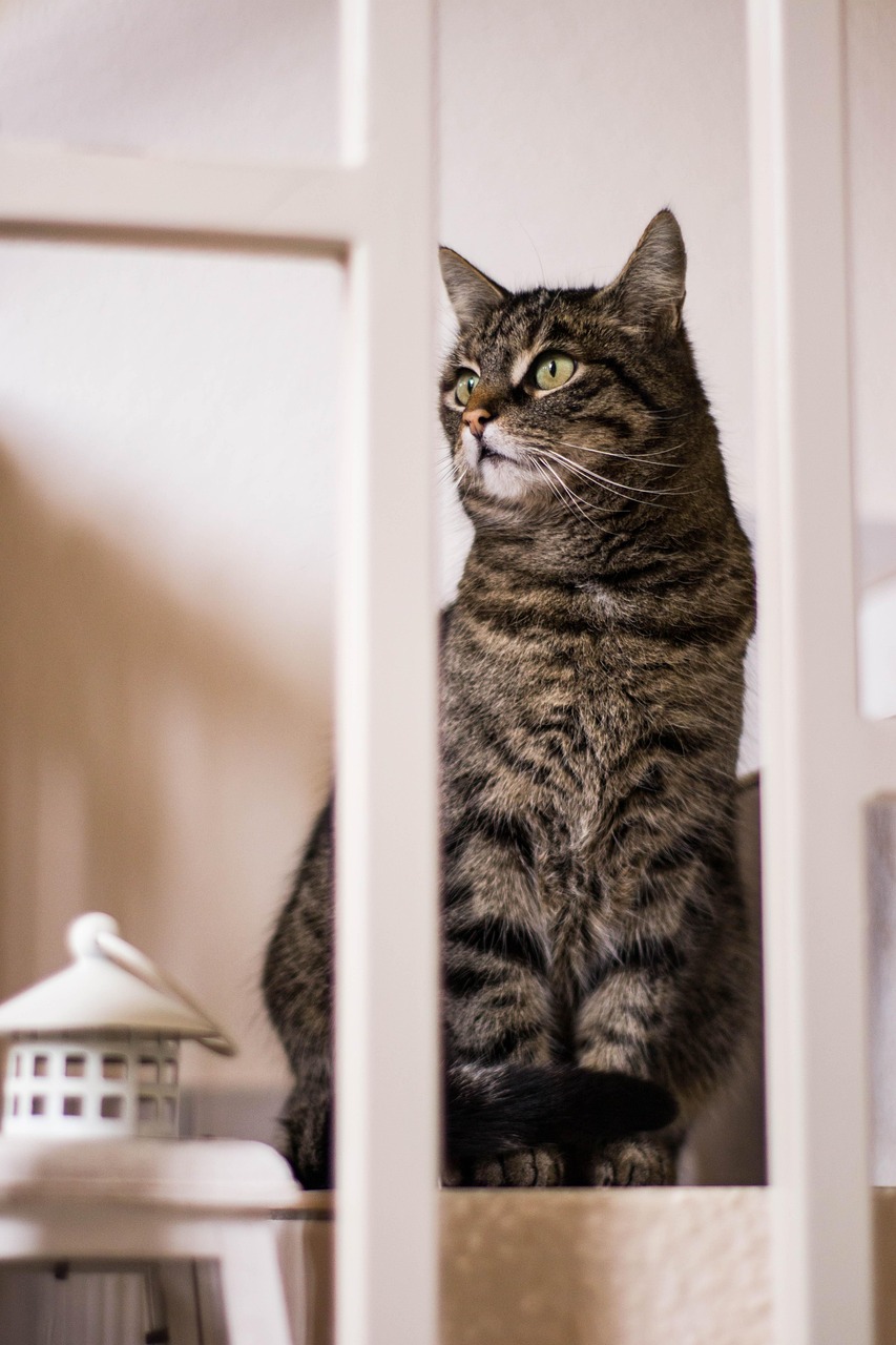 Katt Dyr Kattunge Gratis Foto P Pixabay Pixabay