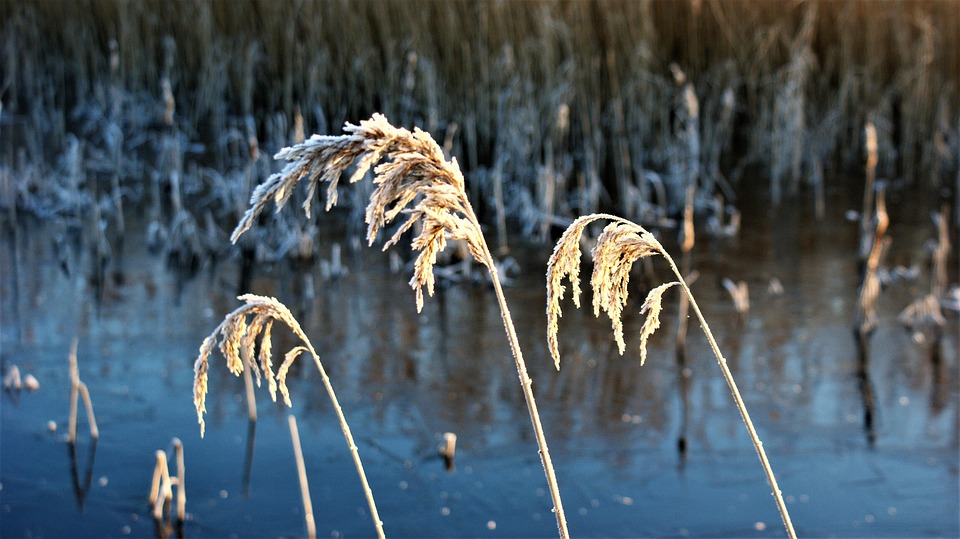 Reed Frozen Snow - Free photo on Pixabay - Pixabay