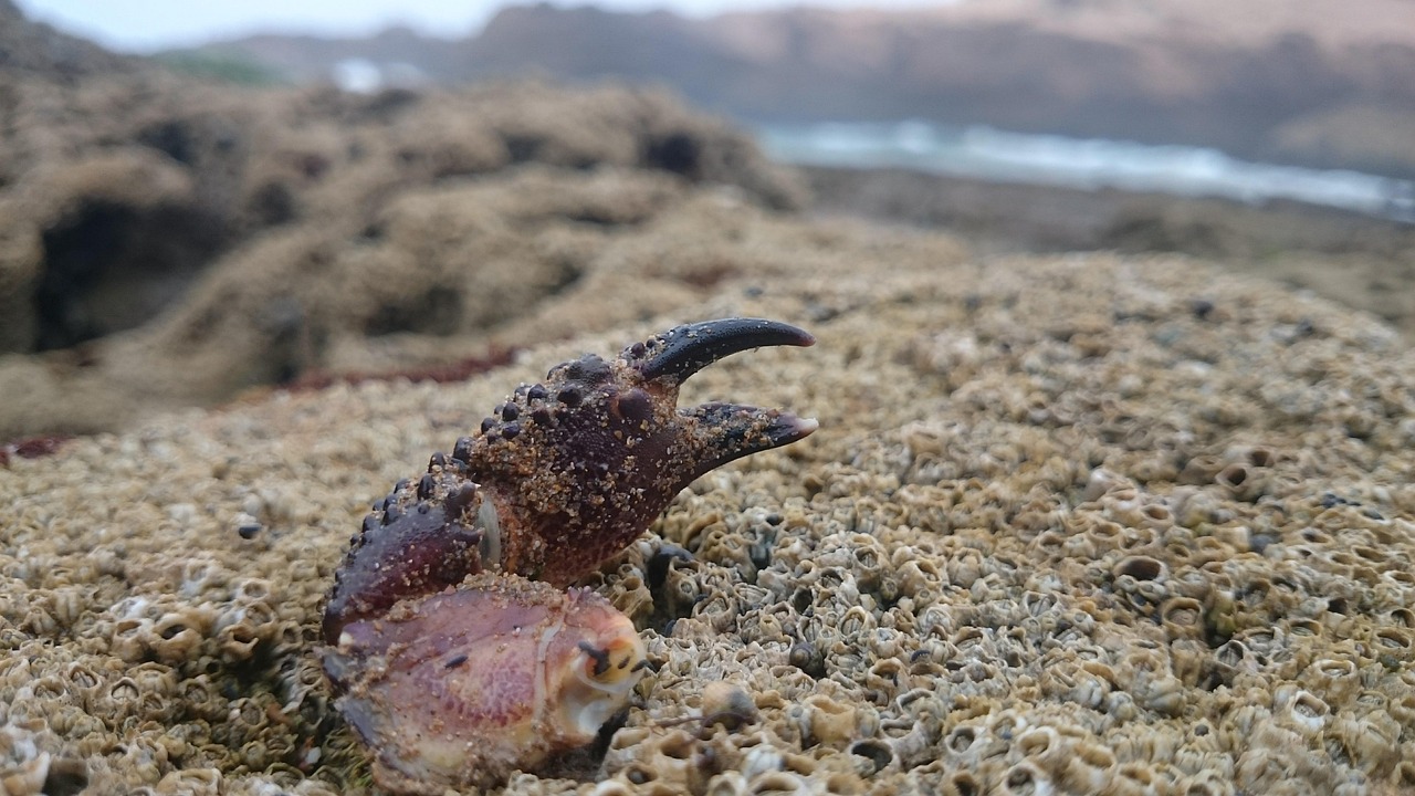 Crab Cancer Arm - Free photo on Pixabay - Pixabay