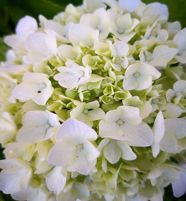 Fleurs Blanche Le Printemps - Photo gratuite sur Pixabay - Pixabay